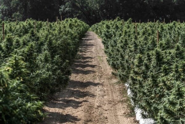 North Carolina Hemp and Cannabis Growing Laws: What's Legal in 2026